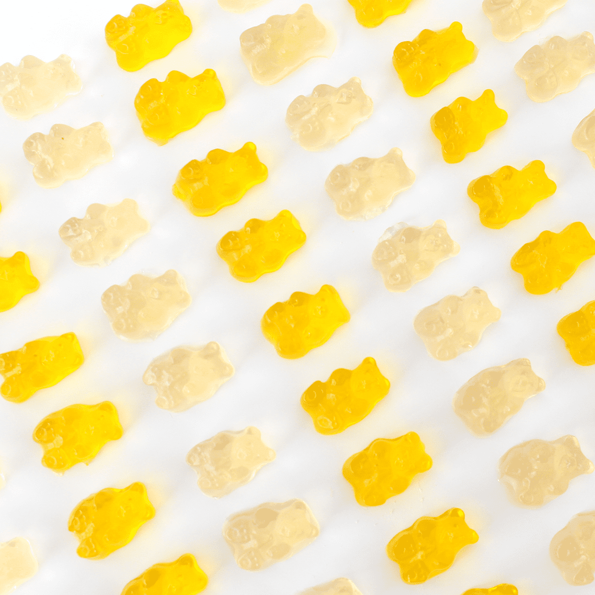 Honey Bear Gummies - Pankobunny